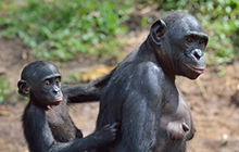 Study Finds Bonobos May Be Better Representation of the Last Common ...